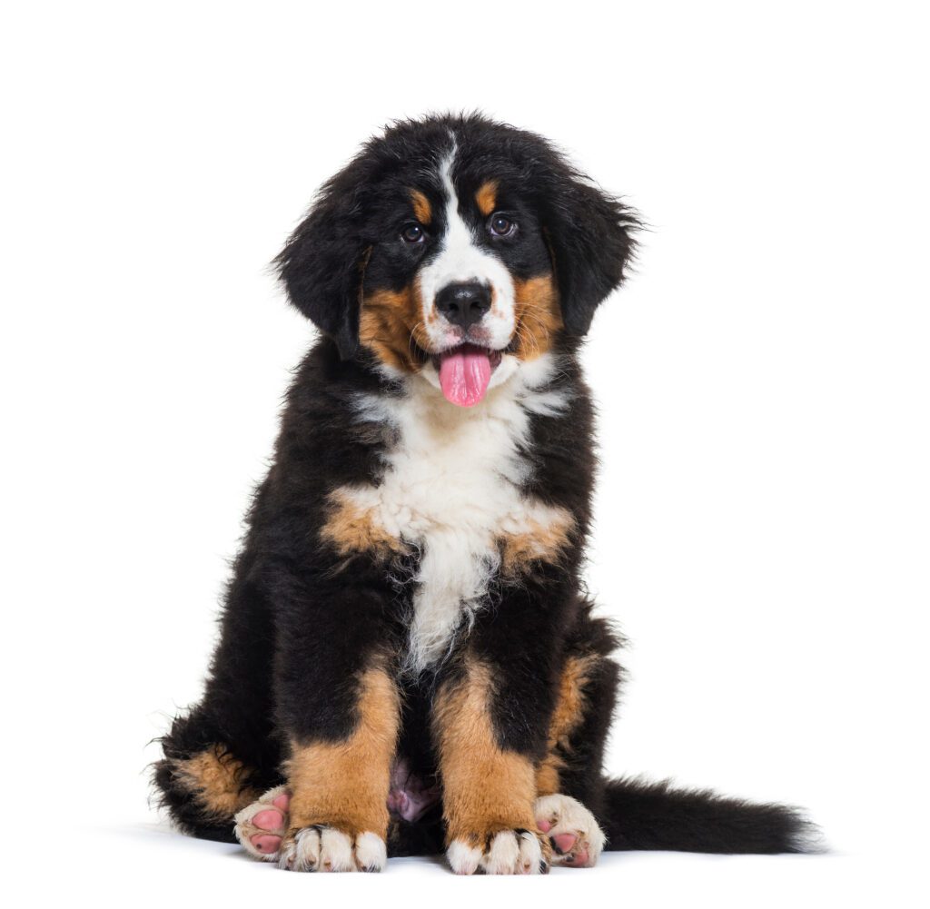 About - Berner Mountain Dog