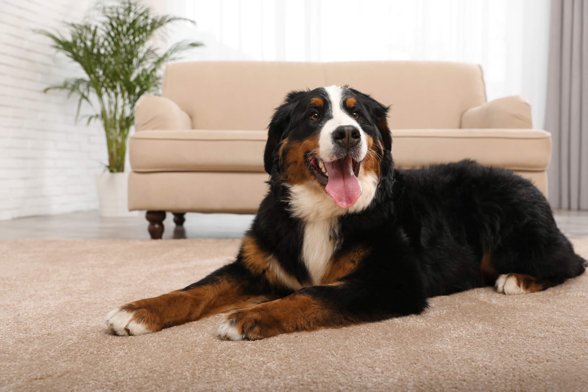 Mini Bernese Mountain Dogs: Small in Size, Big in Personality - Berner ...