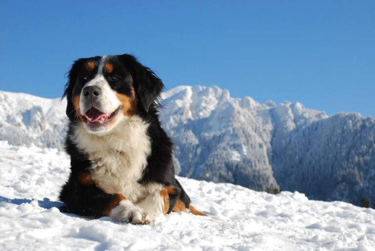 Bernese Mountain Dog 101: Your Ultimate Guide