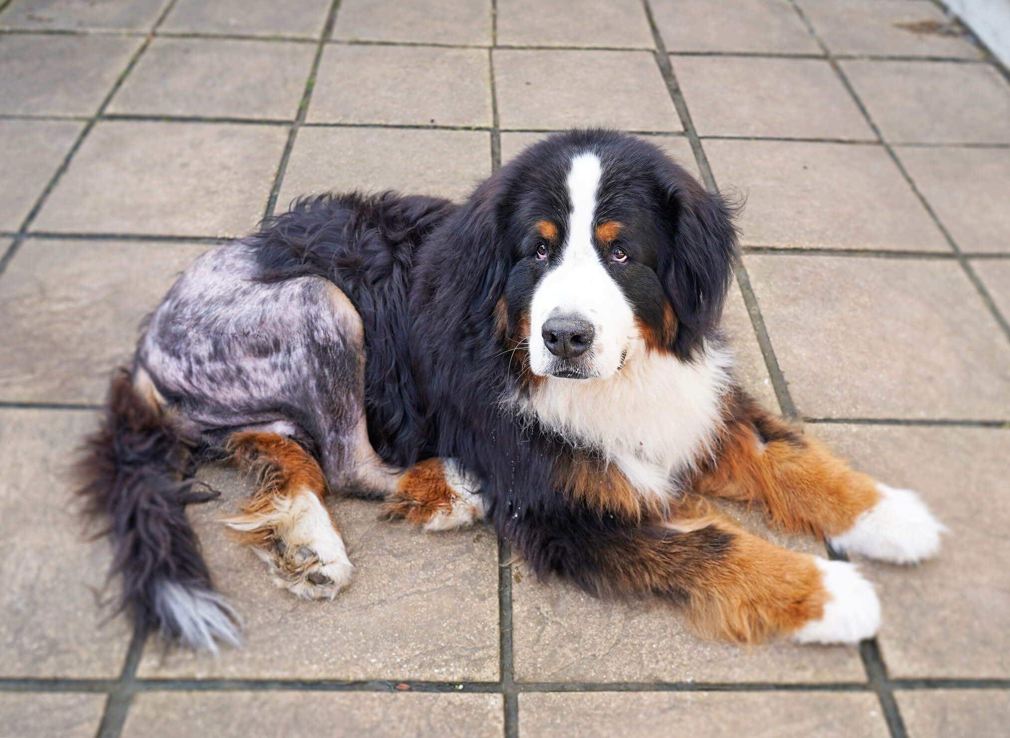 Bernese Mountain Dog 101: Your Ultimate Guide