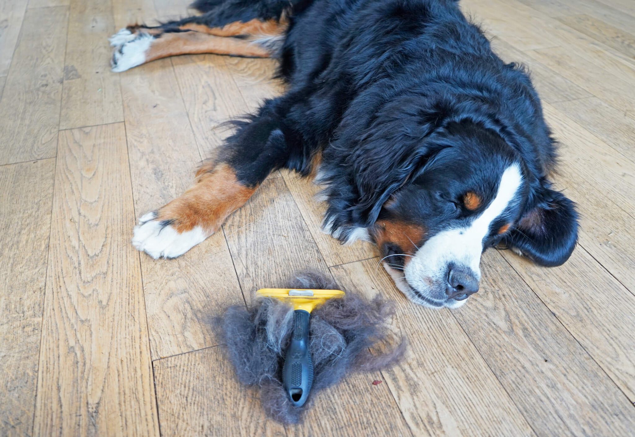 Bernese Mountain Dog 101: Your Ultimate Guide