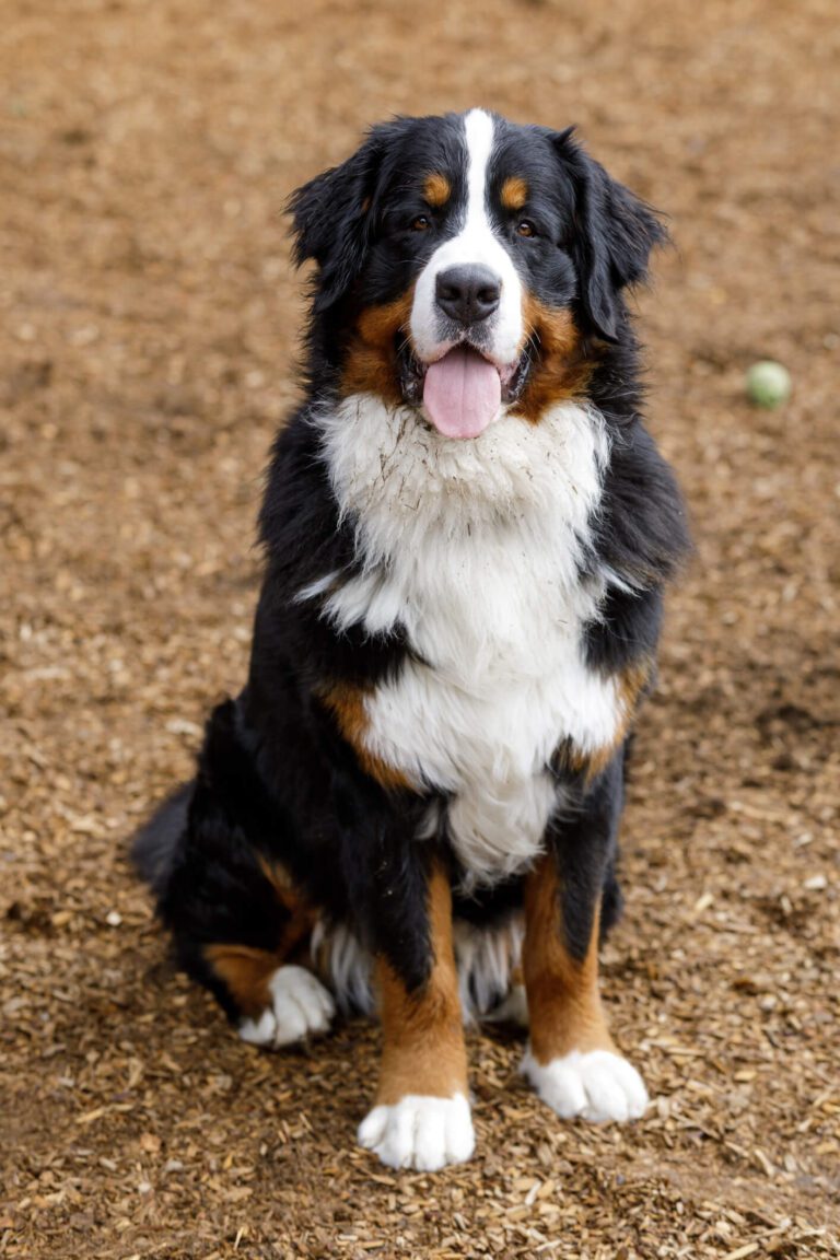 Bernese Mountain Dog 101: Your Ultimate Guide