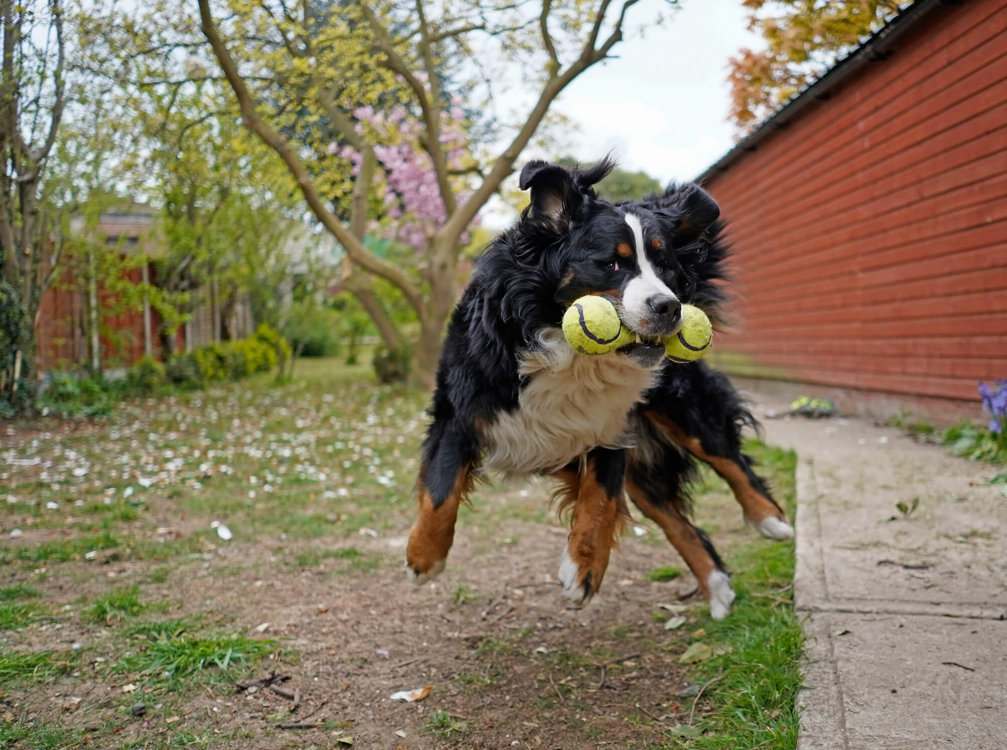 Bernese Mountain Dog 101: Your Ultimate Guide