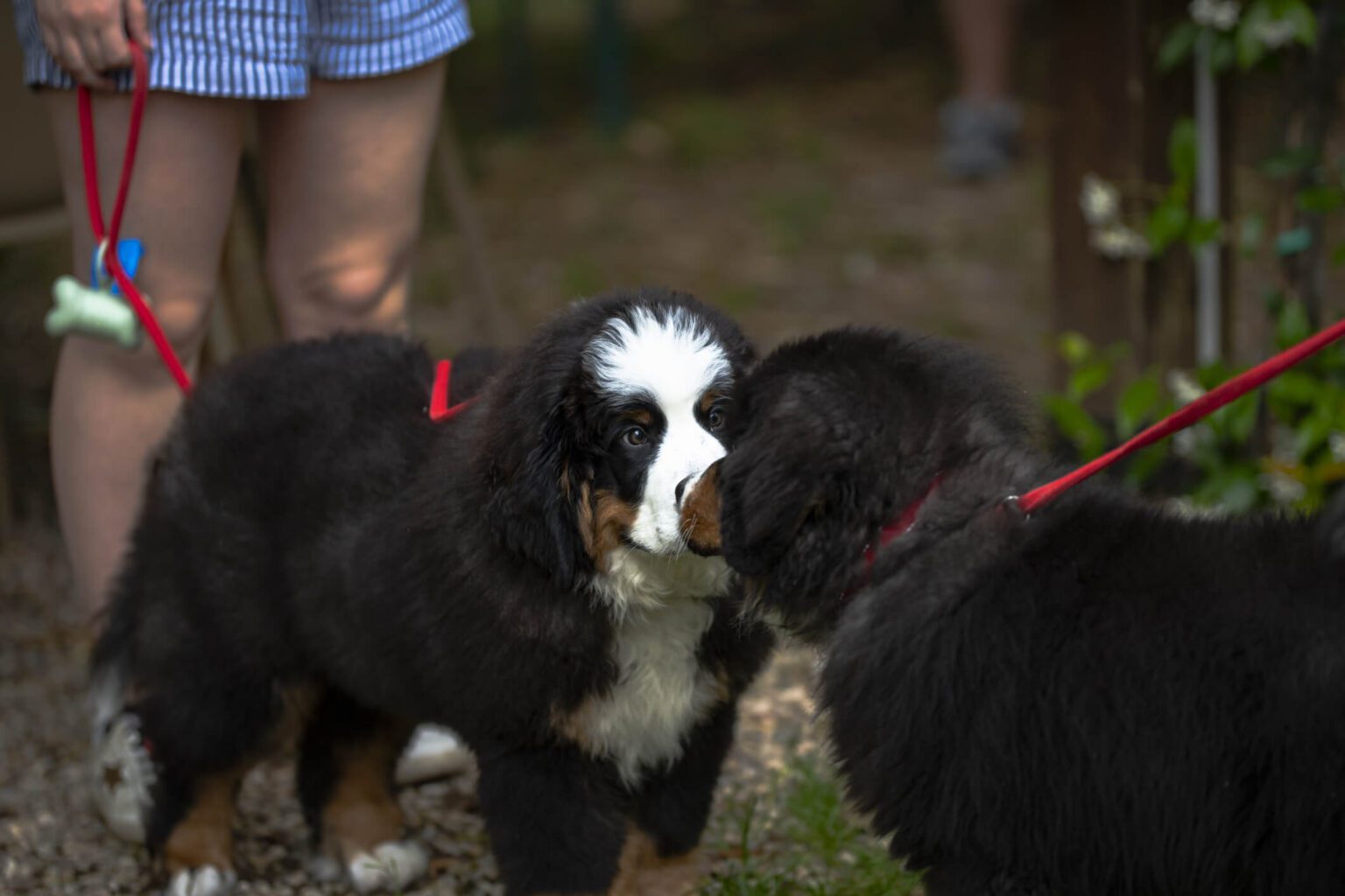Bernese Mountain Dog 101 Your Ultimate Guide