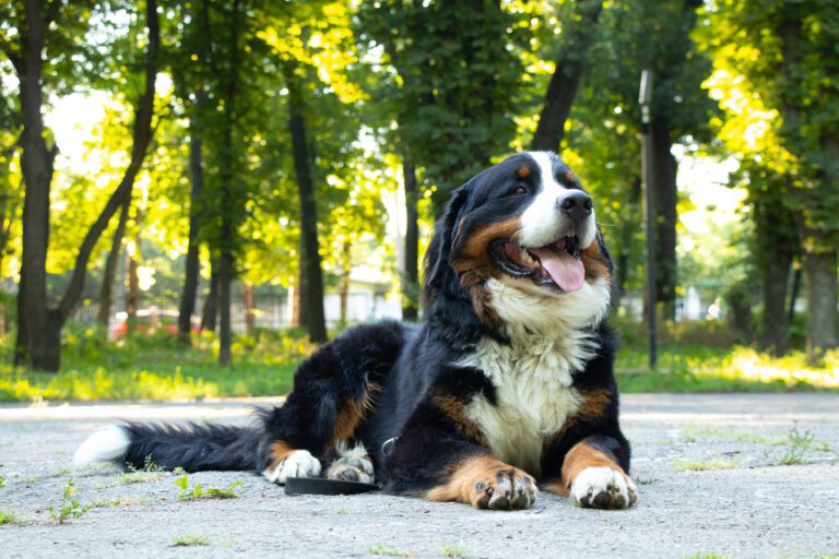Bernese Mountain Dog 101: Your Ultimate Guide