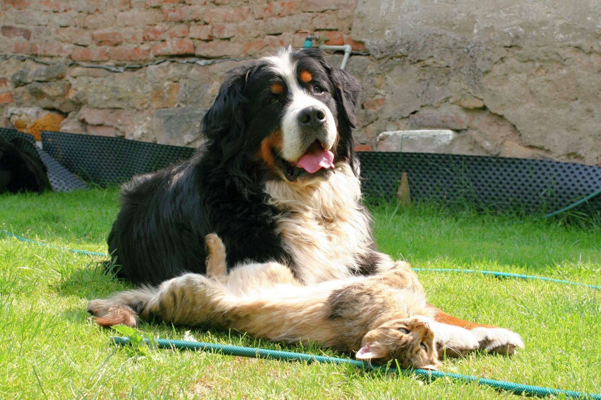 Bernese Mountain Dog 101: Your Ultimate Guide