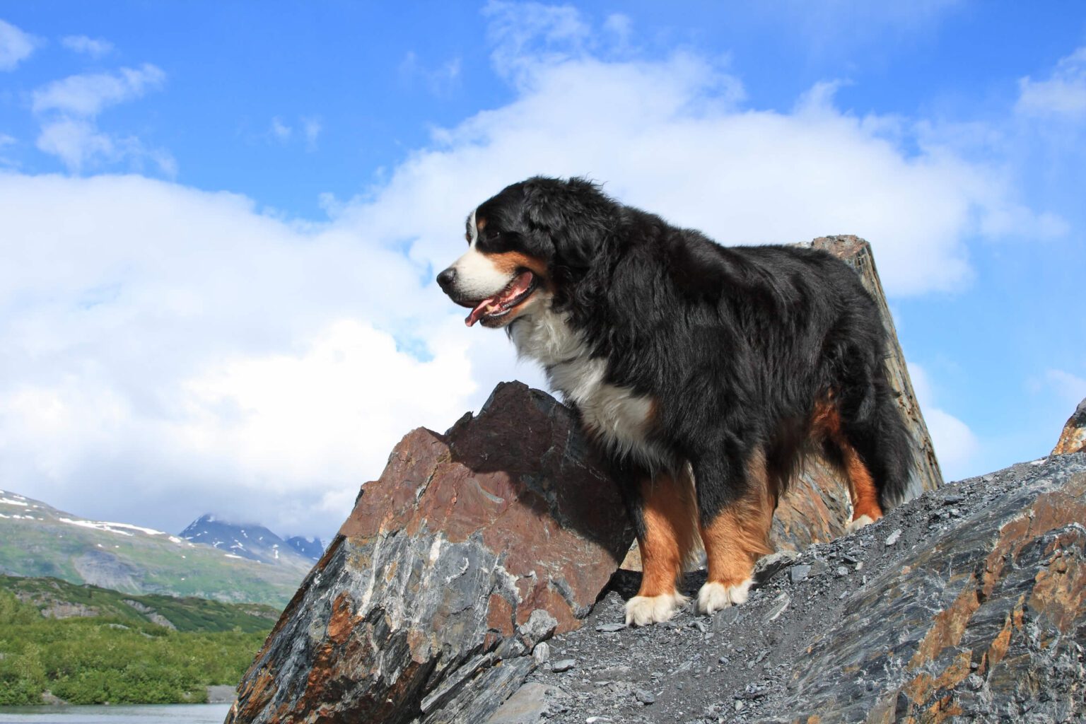 Bernese Mountain Dog 101: Your Ultimate Guide