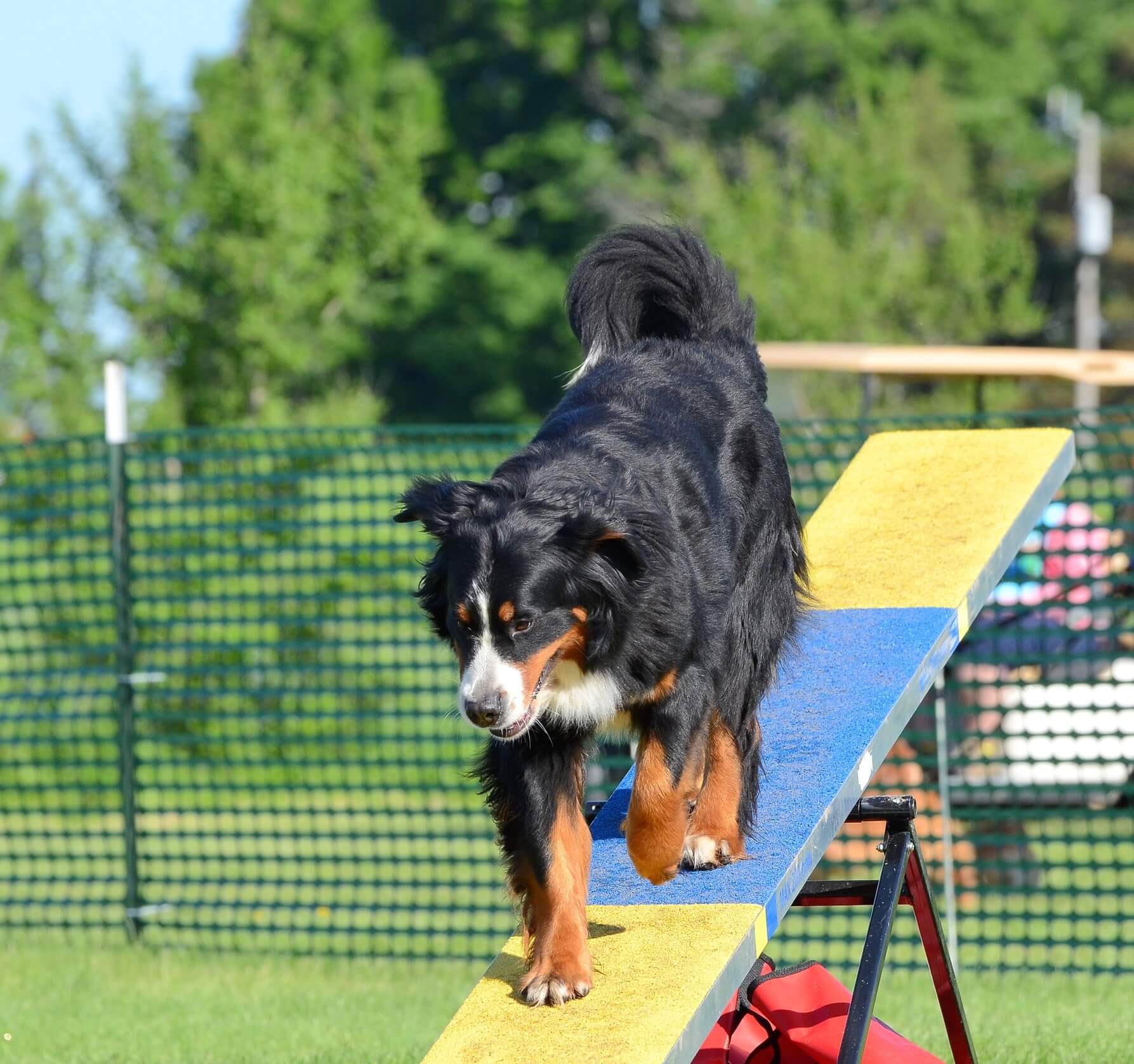 Bernese Mountain Dog 101: Your Ultimate Guide