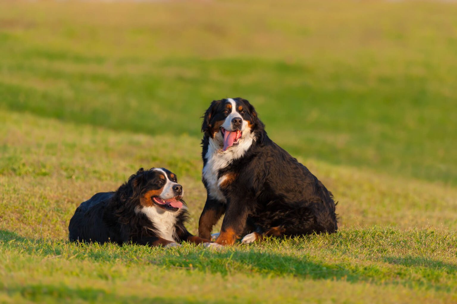 Bernese Mountain Dog 101: Your Ultimate Guide