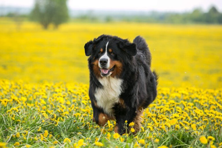 Bernese Mountain Dog Shedding: How To Achieve a Mat-Free Mane and Fuzz ...