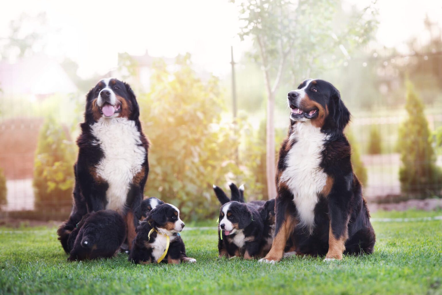 Bernese Mountain Dog 101: Your Ultimate Guide