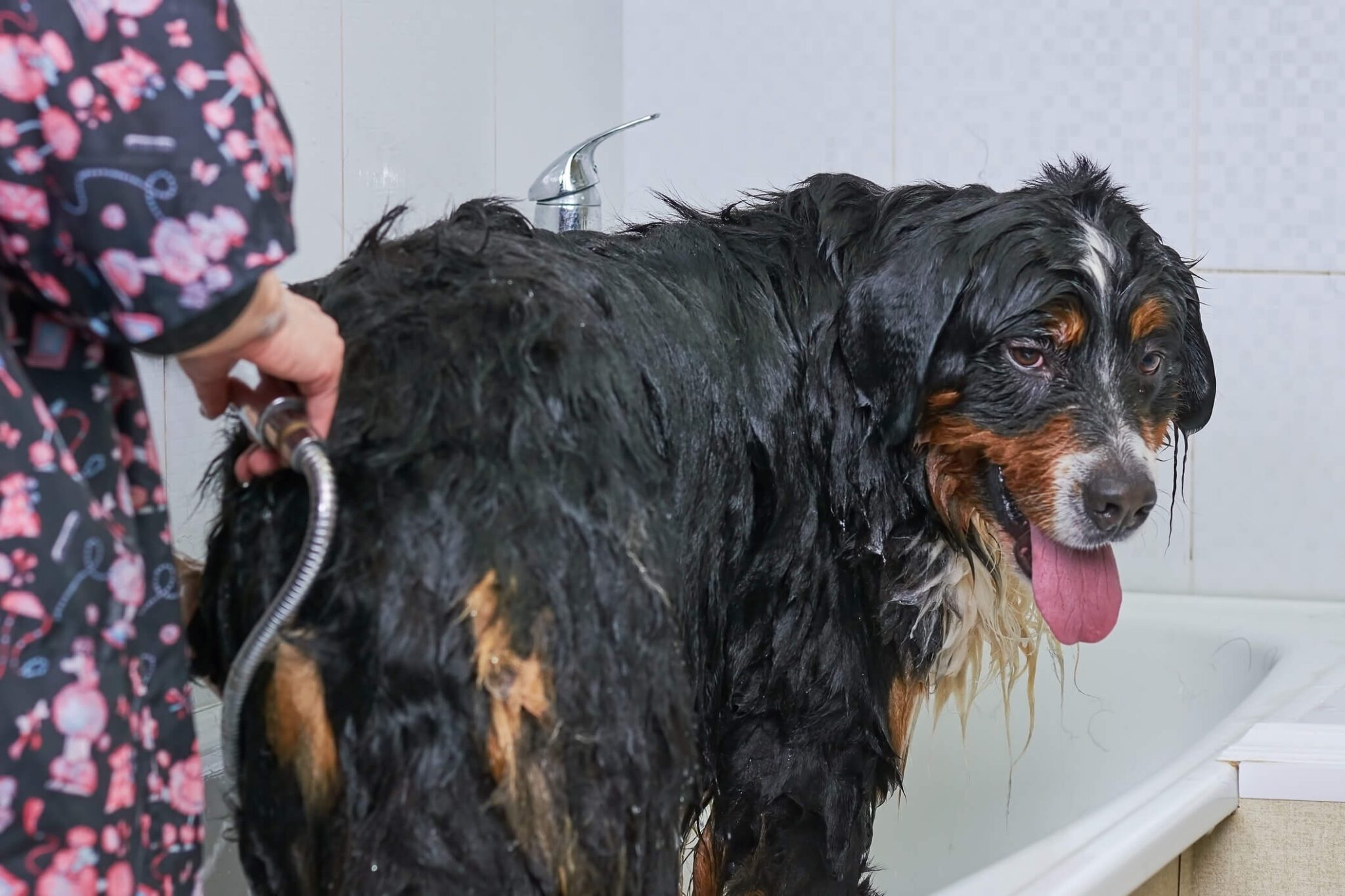 Bernese Mountain Dog 101: Your Ultimate Guide
