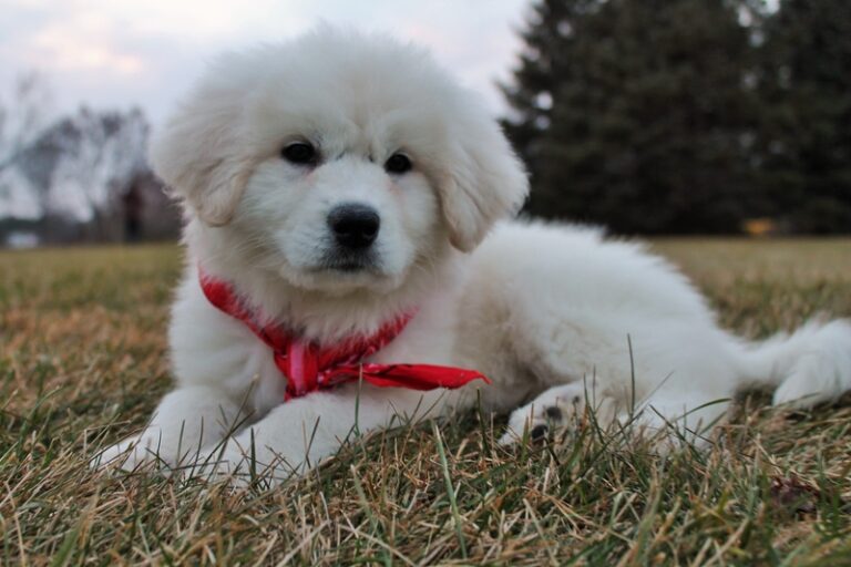 Great Pyrenees Bernese Mountain Dog Mix: Care, Training & More - Berner ...