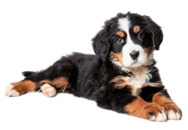 Great Pyrenees Bernese Mountain Dog Mix: Care, Training & More - Berner ...
