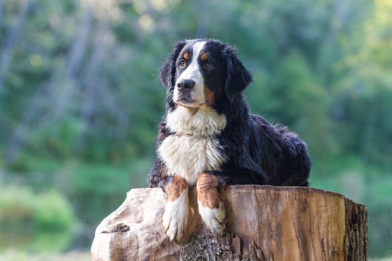 Mini Bernese Mountain Dogs: Small in Size, Big in Personality - Berner ...