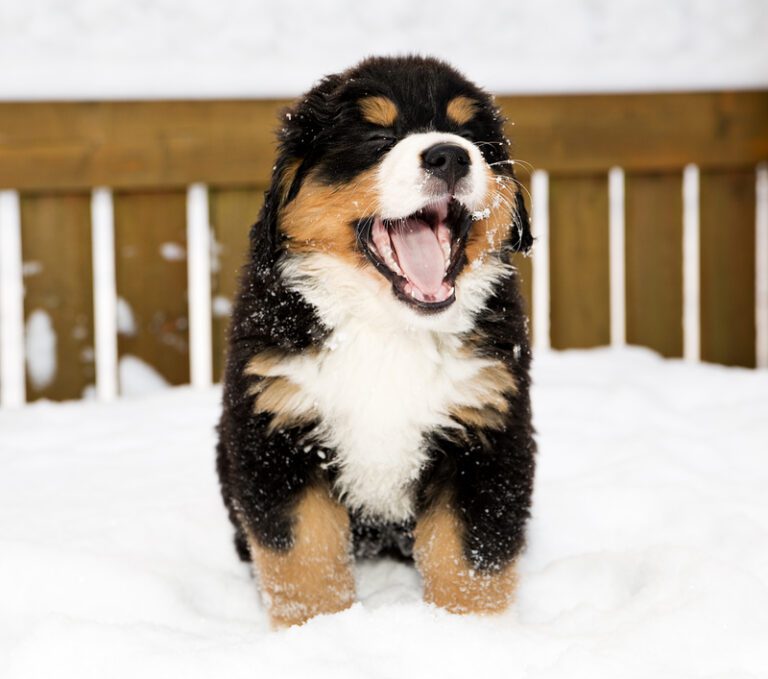 Mini Bernese Mountain Dogs: Small in Size, Big in Personality - Berner ...