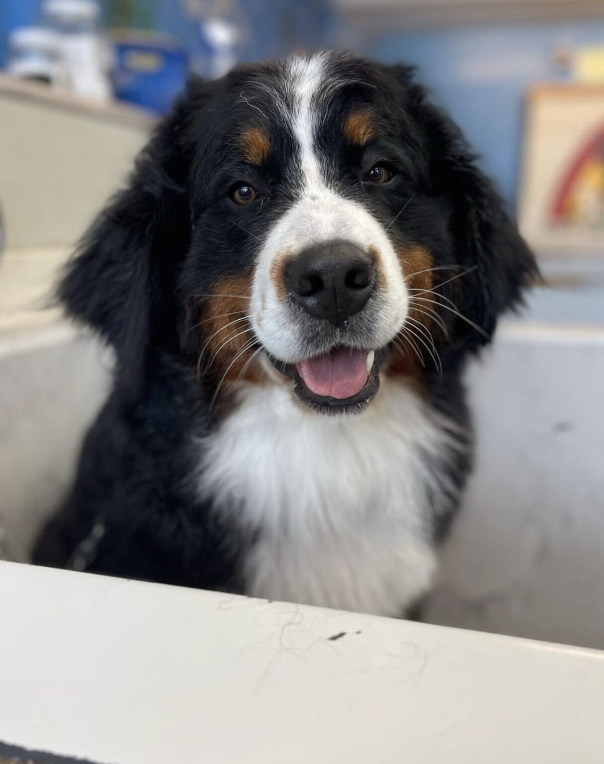 Mini Bernese Mountain Dogs: Small in Size, Big in Personality - Berner ...