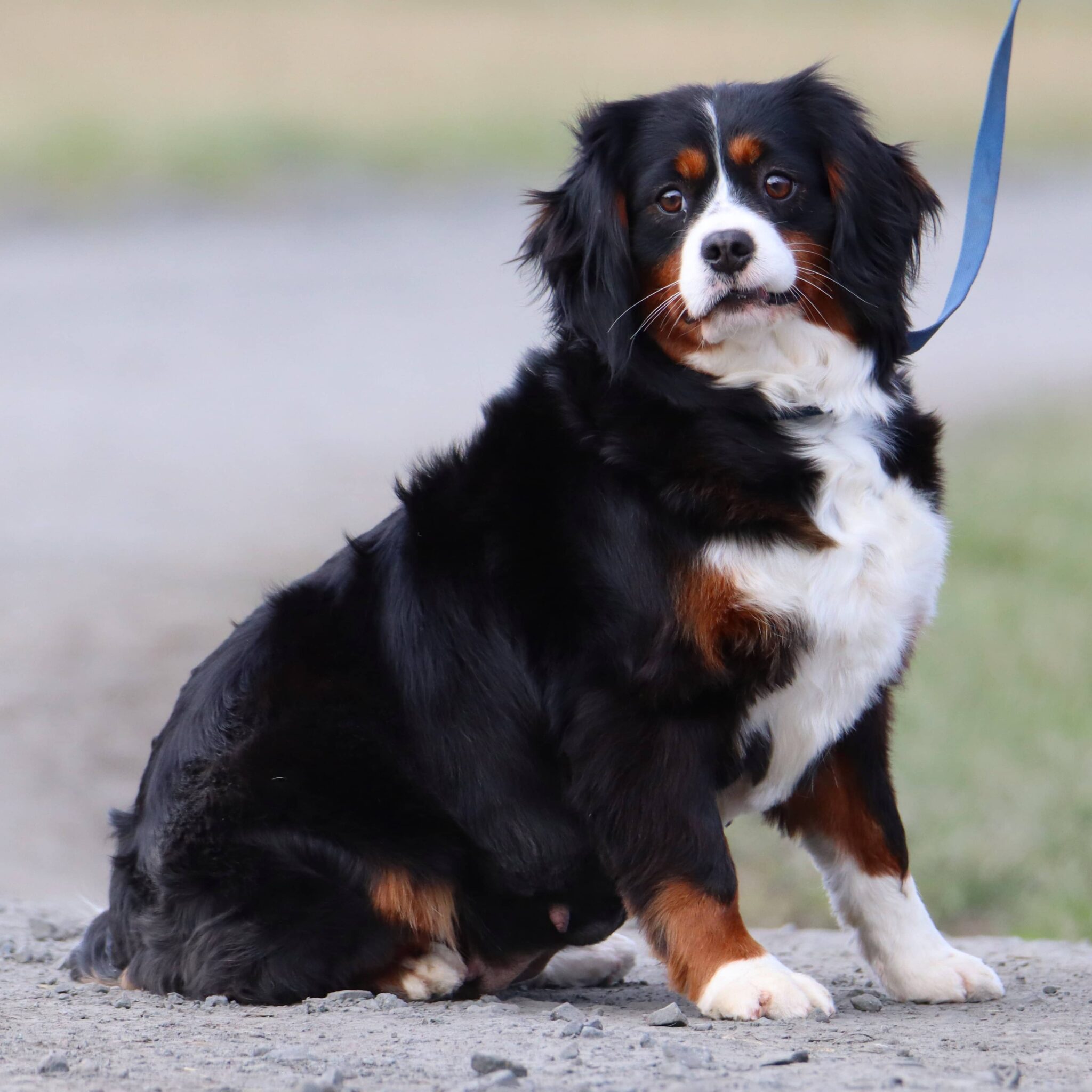 Mini Bernese Mountain Dogs: Small in Size, Big in Personality - Berner ...