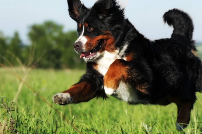 Bernese Mountain Dog Lifespan: From Pup to Senior - Berner Mountain Dog